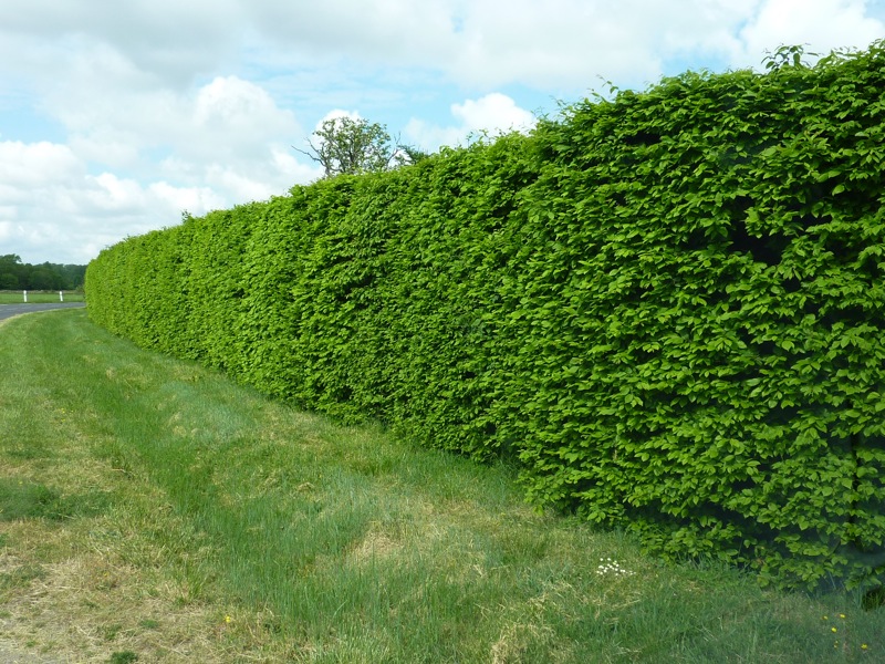 BricoArtDeco | Conseils pour bien tailler une haie - BricoArtDeco