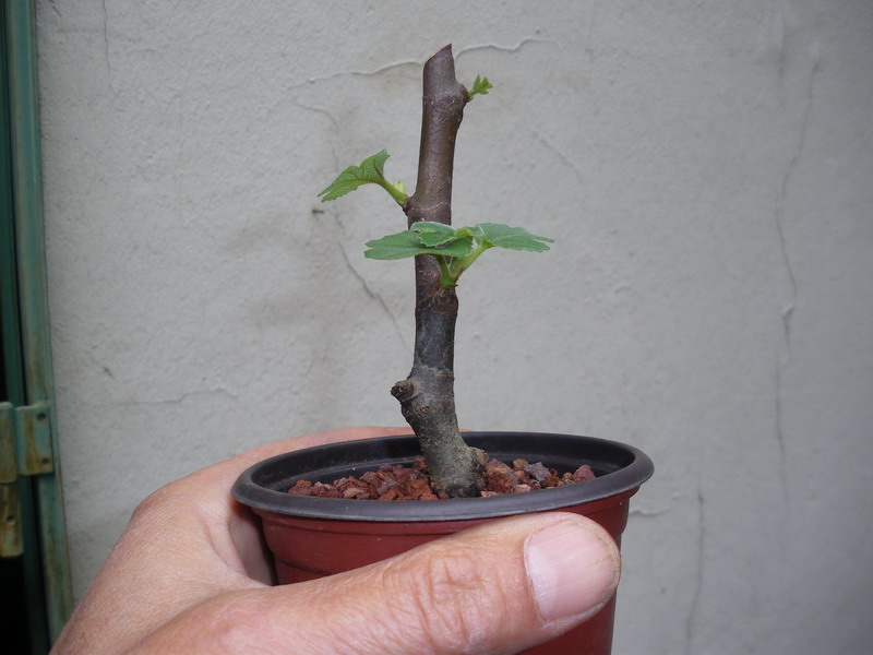 BricoArtDeco | Bouture de figuier : Les meilleures pratiques - BricoArtDeco